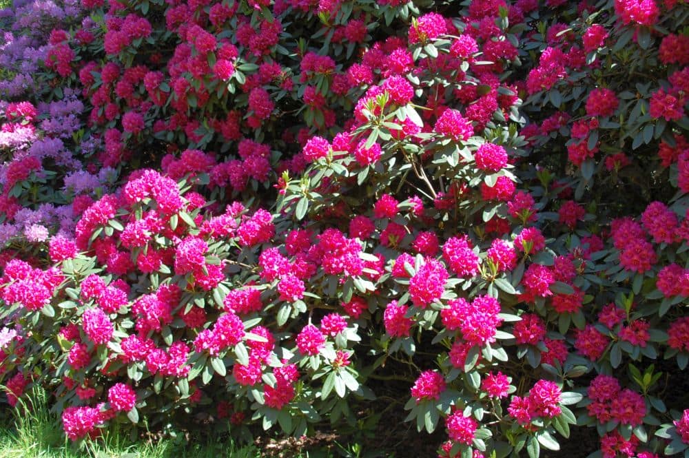 Rhododendron - eine Freude aus dem Himalaya | Bambooblog Hamburg Rhododendron - eine Freude aus dem Himalaya | Bambooblog Hamburg